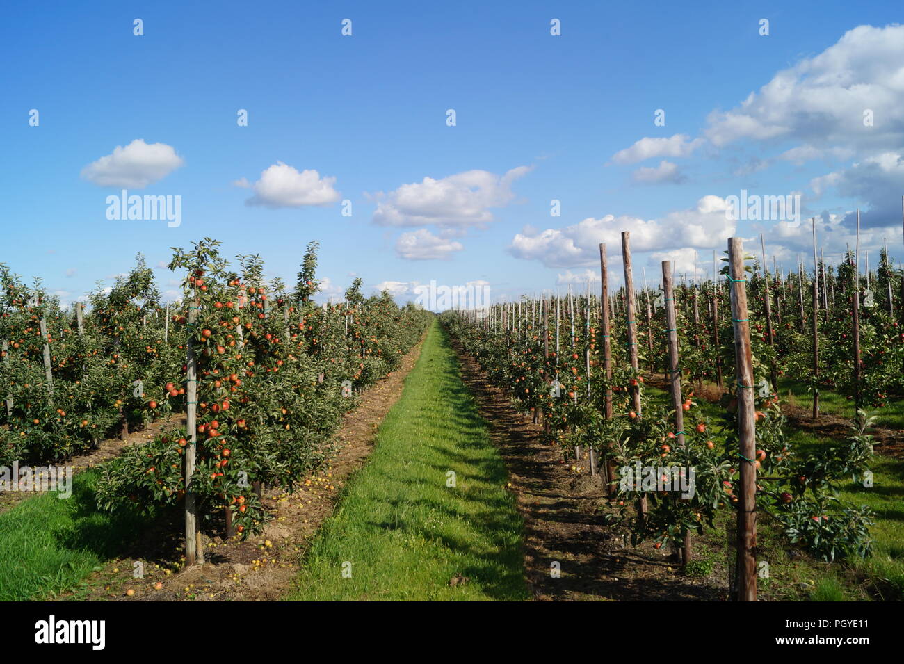 The largest connected fruit growing area in Europe - Hamburg old land ...