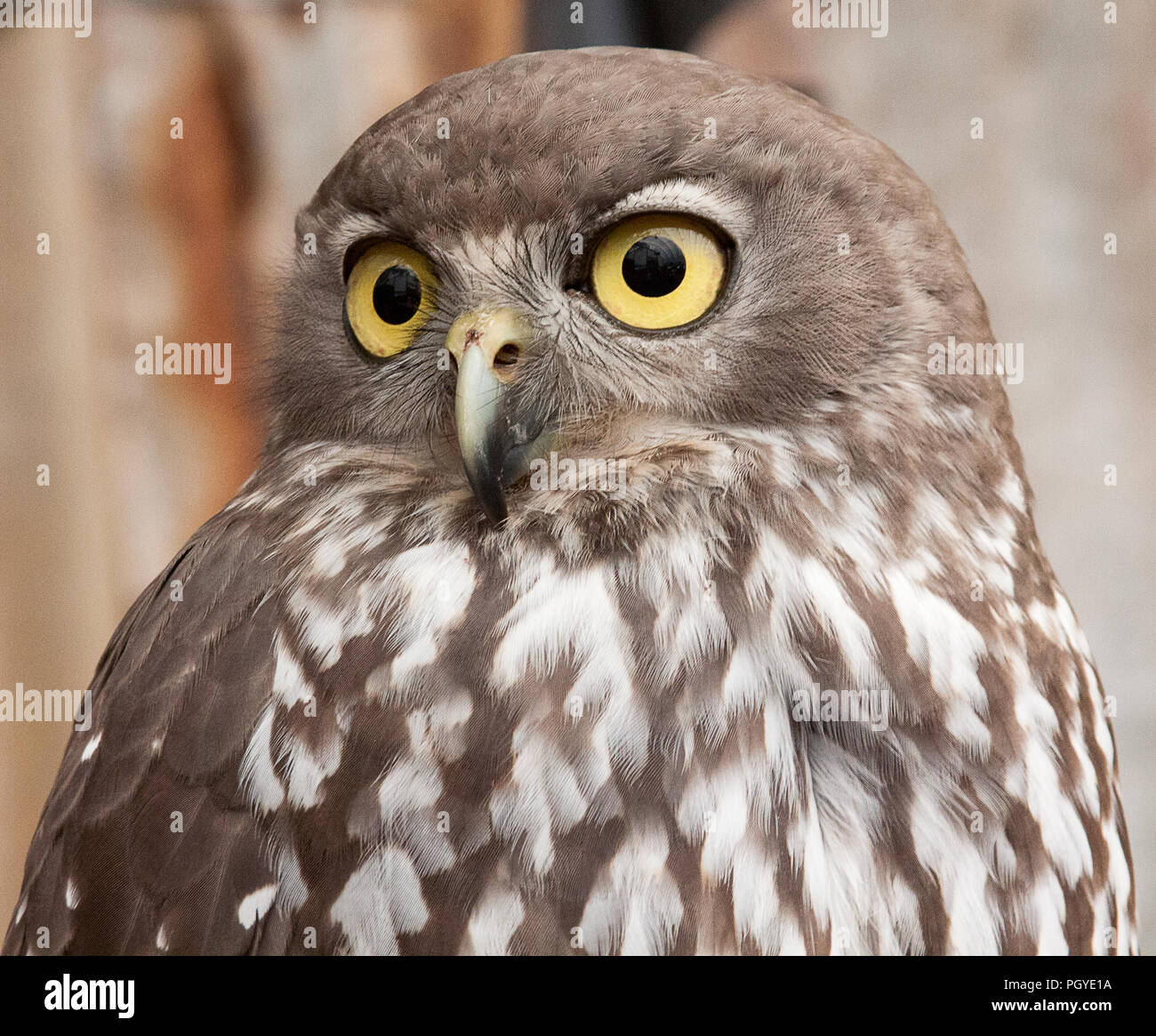 Barking owl hi-res stock photography and images - Alamy