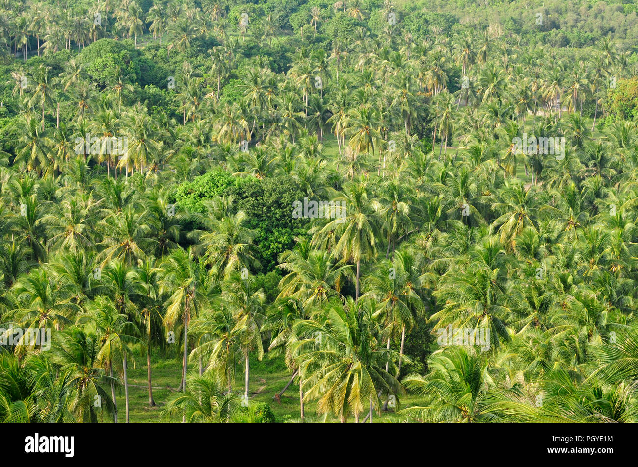 Cocotier cocos nucifera hi-res stock photography and images - Alamy