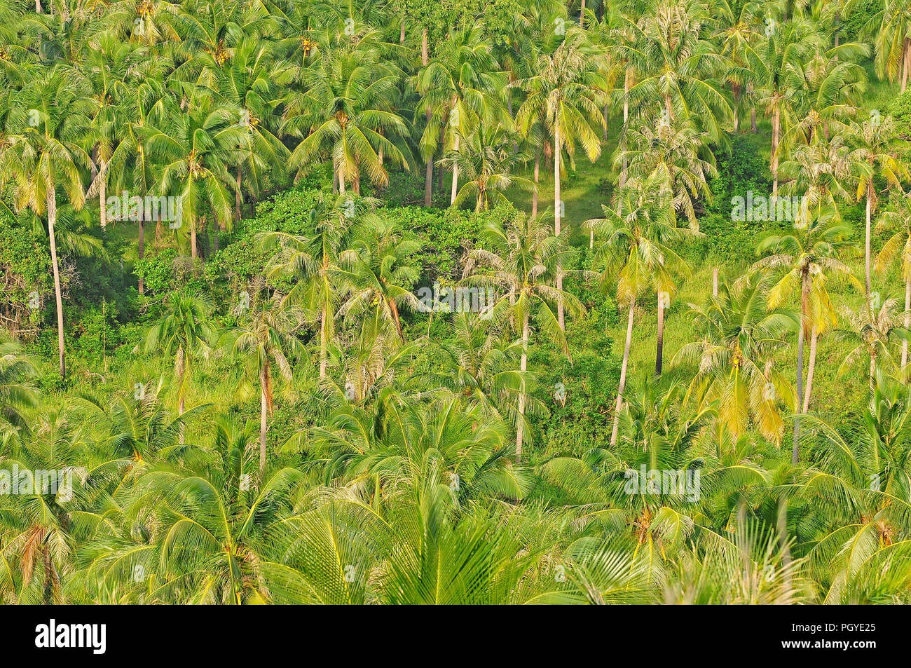 Cocotier cocos nucifera hi-res stock photography and images - Alamy