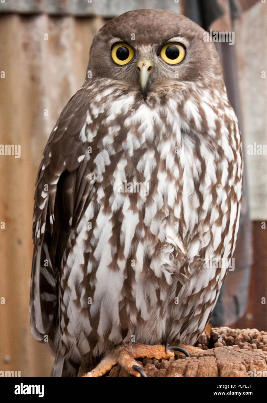 Masked owl hi-res stock photography and images - Alamy