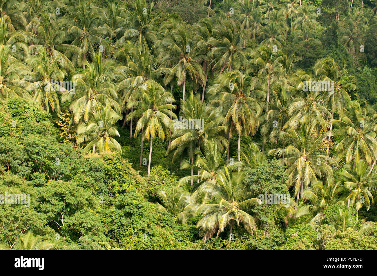 Coconut Tree Rainforest