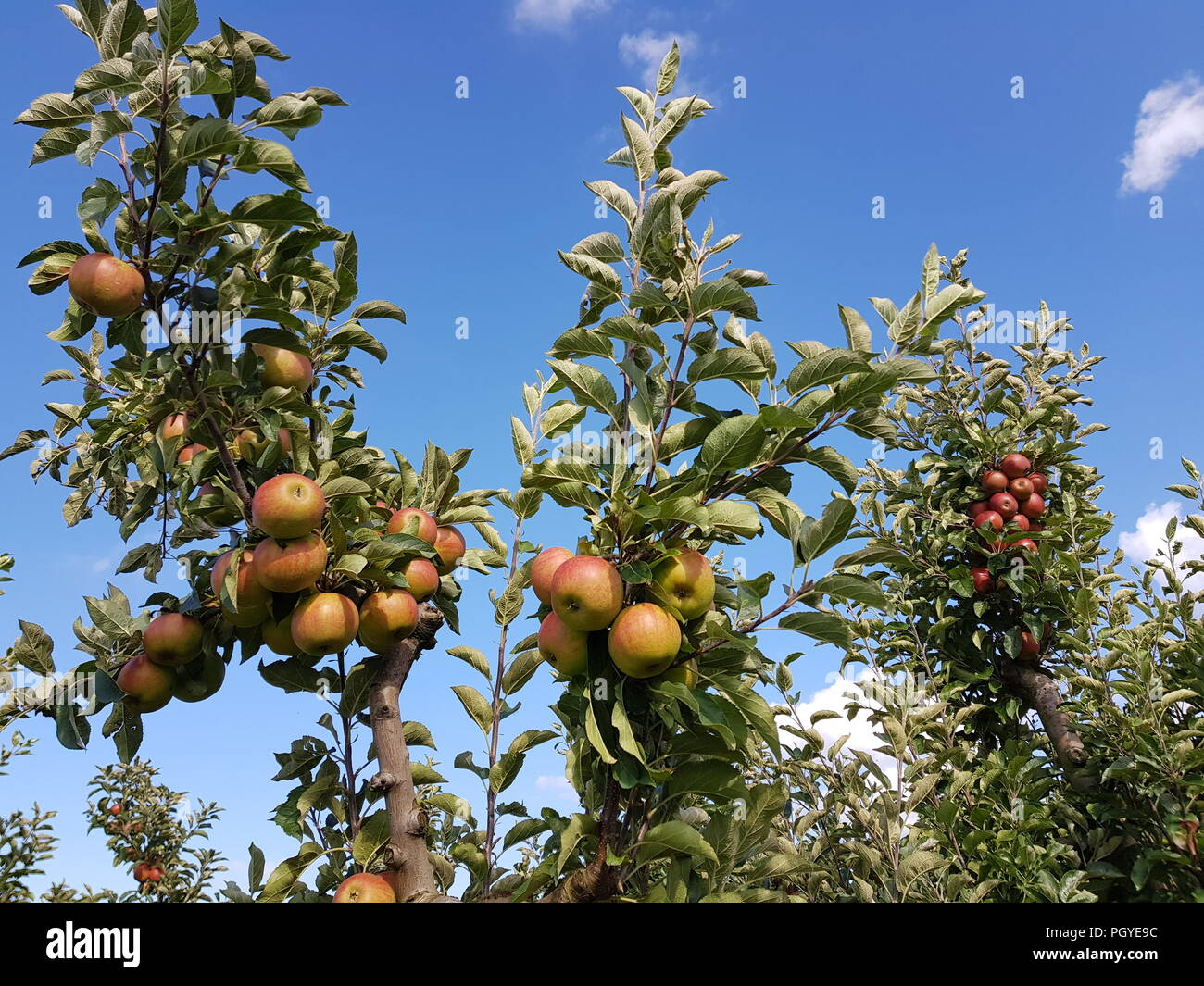 The largest connected fruit growing area in Europe - Hamburg old land ...