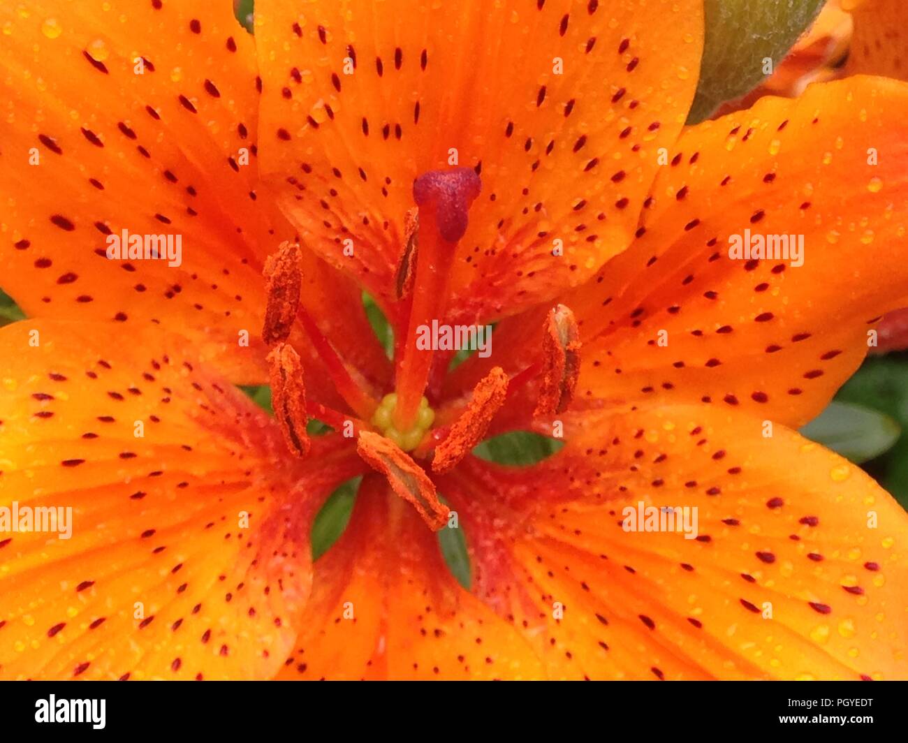 Tiger lilly hi-res stock photography and images - Alamy