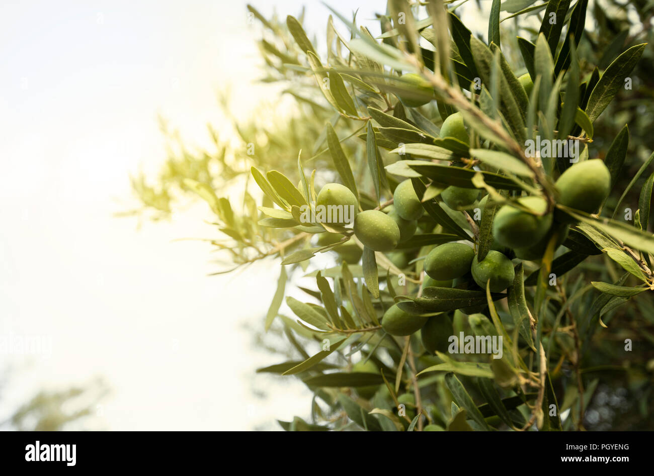 Olive tree farm greece hi-res stock photography and images - Alamy