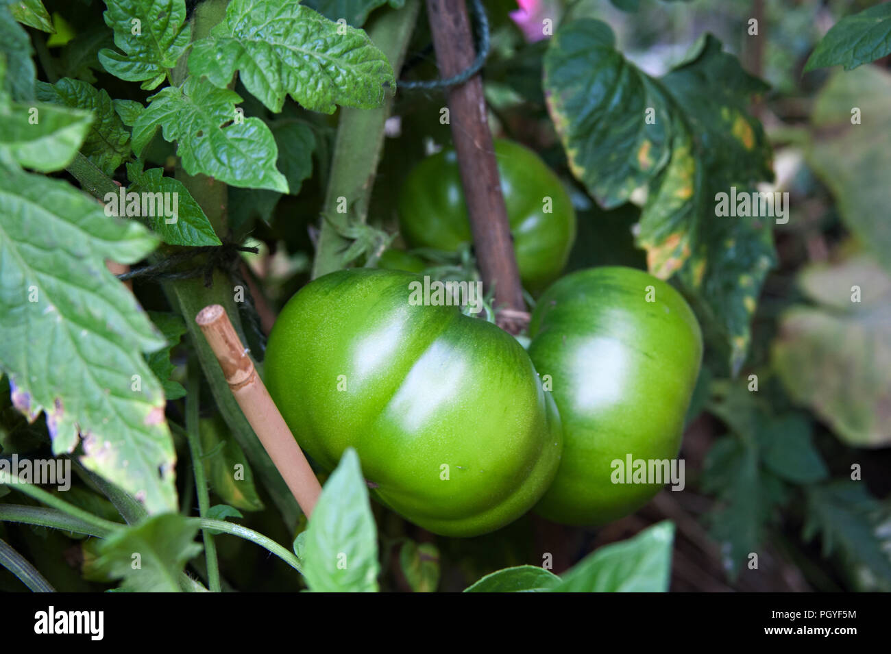 Beef toms hi-res stock photography and images - Alamy
