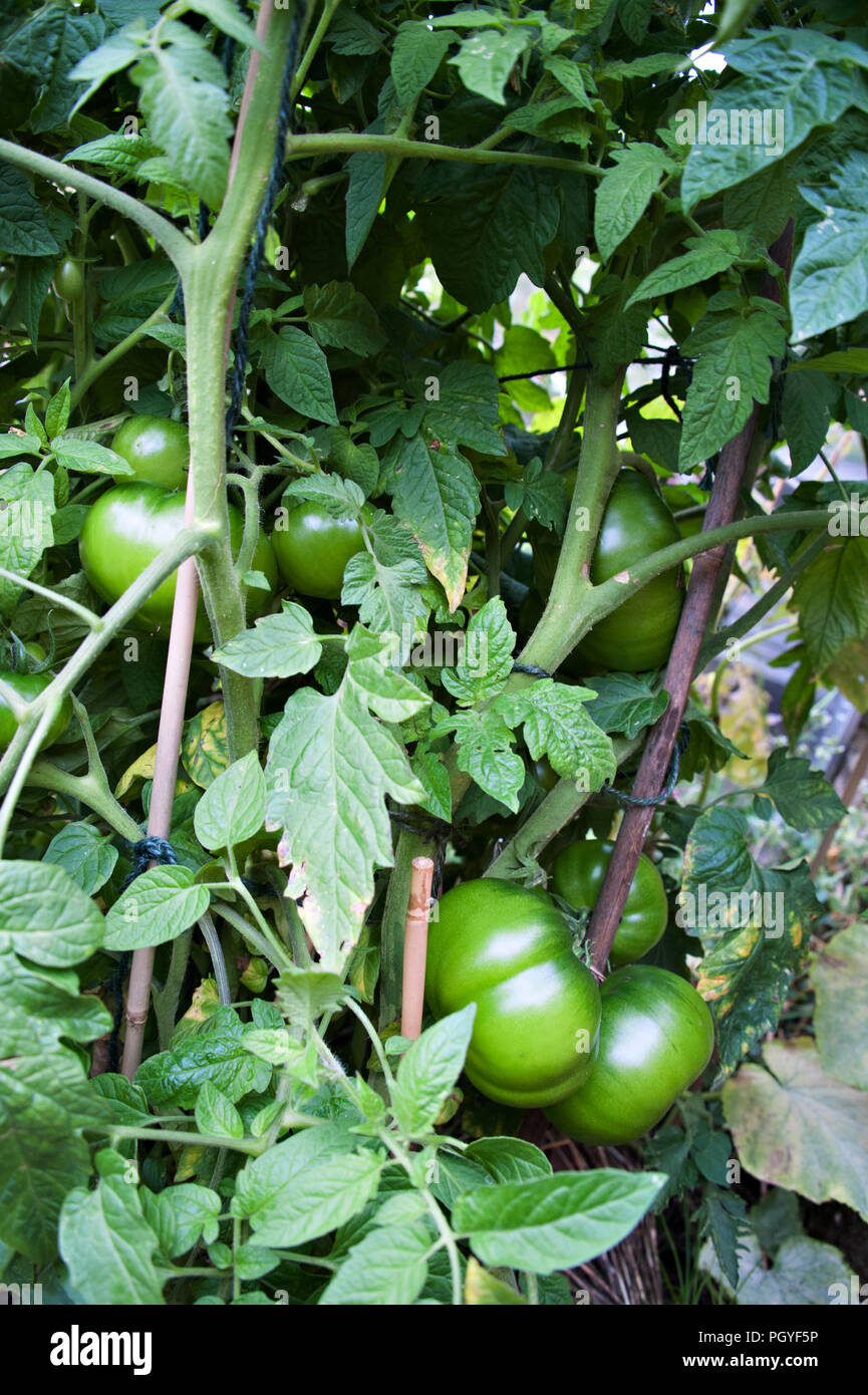 Very large beef tomatoes growing in an english garden in Rotherham ...