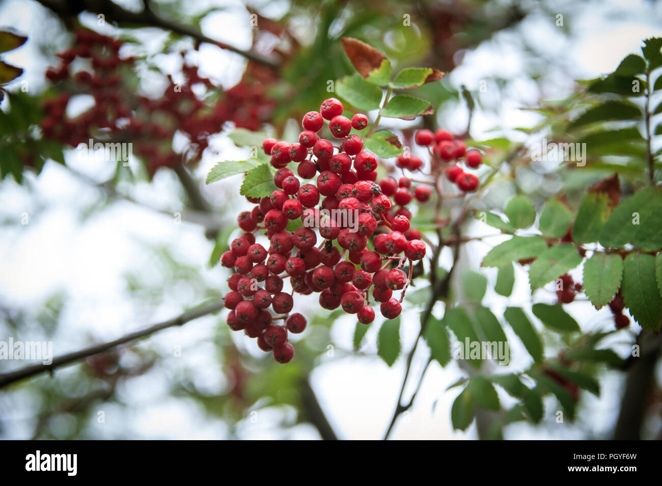Ashberry trees hi-res stock photography and images - Alamy
