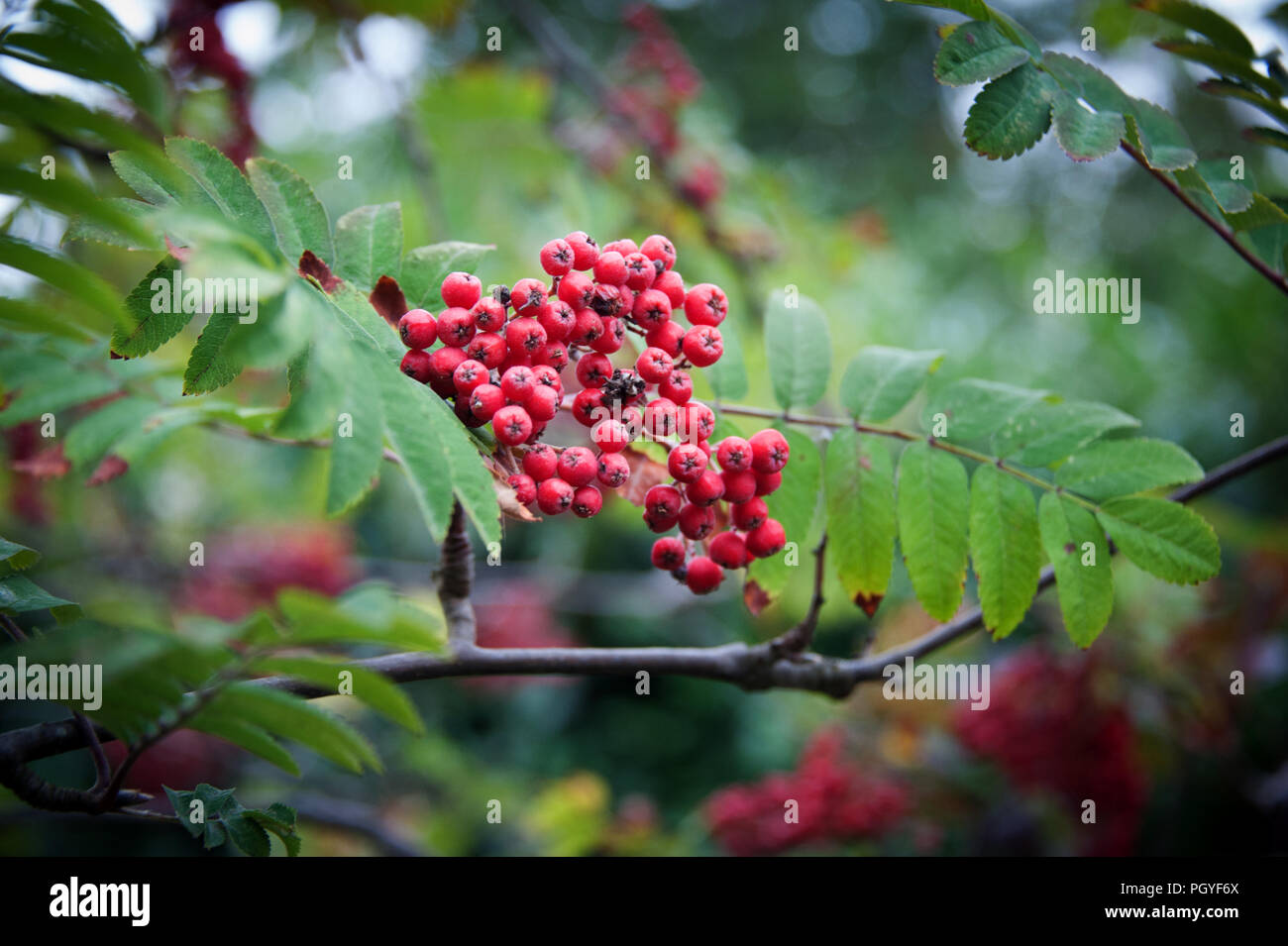 Ashberry trees hi-res stock photography and images - Alamy