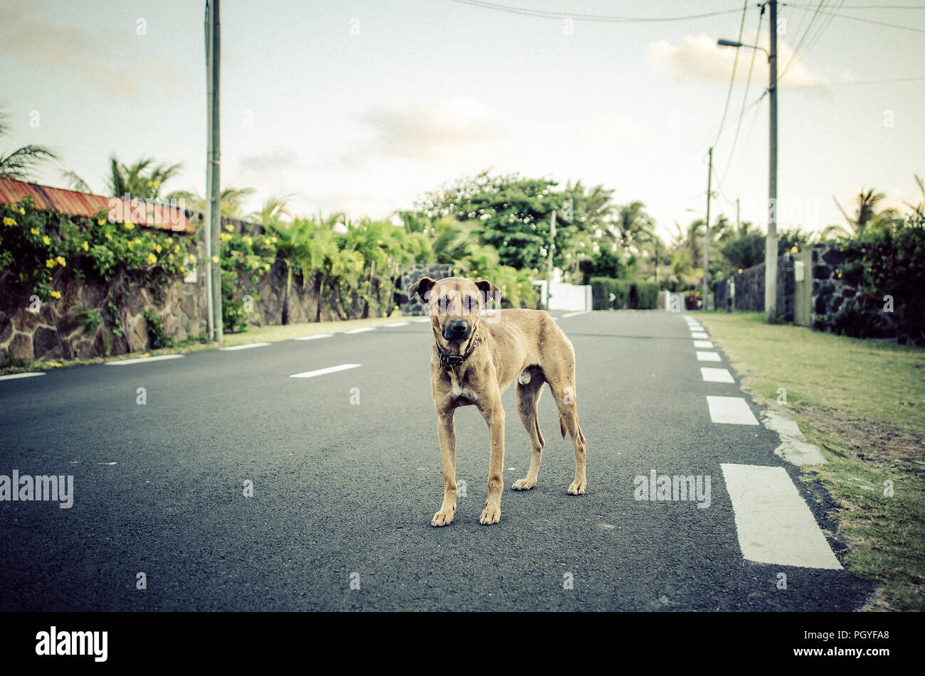Mauritius Street Dog Stock Photo - Alamy