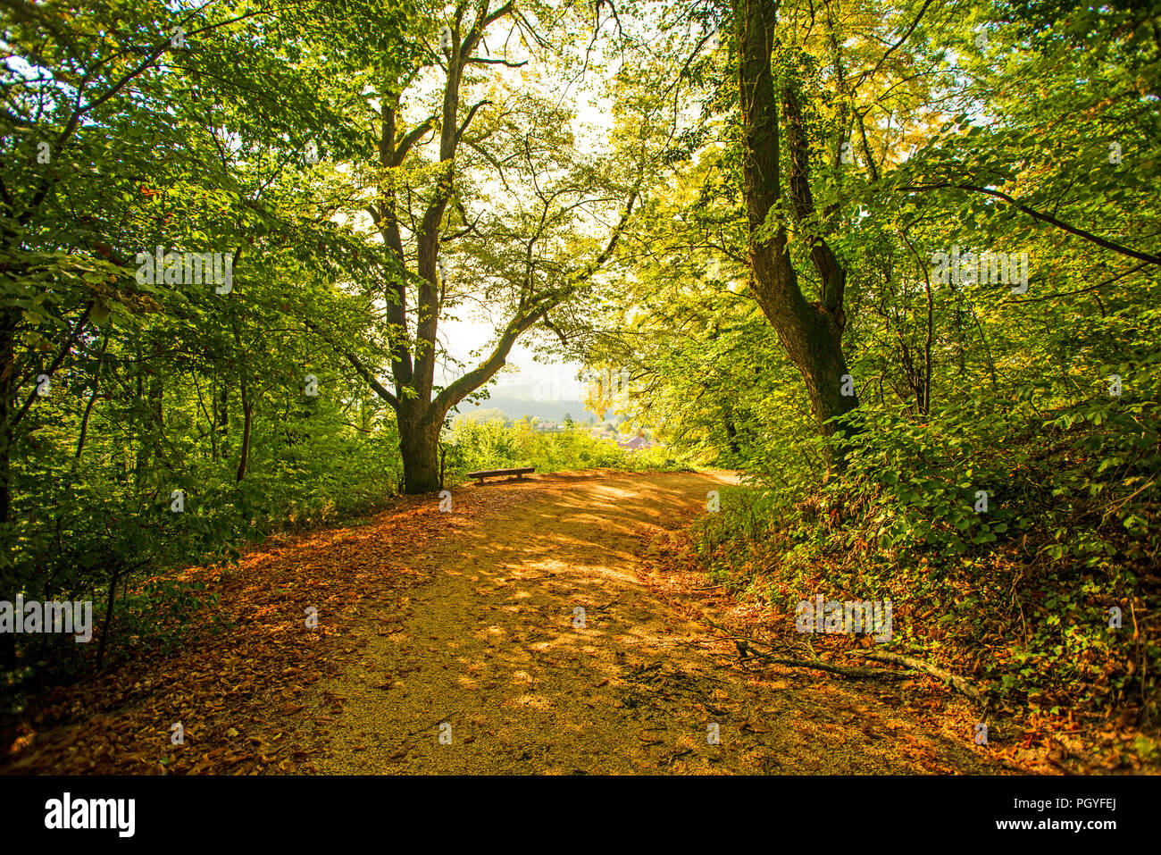 Forest in autumn with way Stock Photo - Alamy
