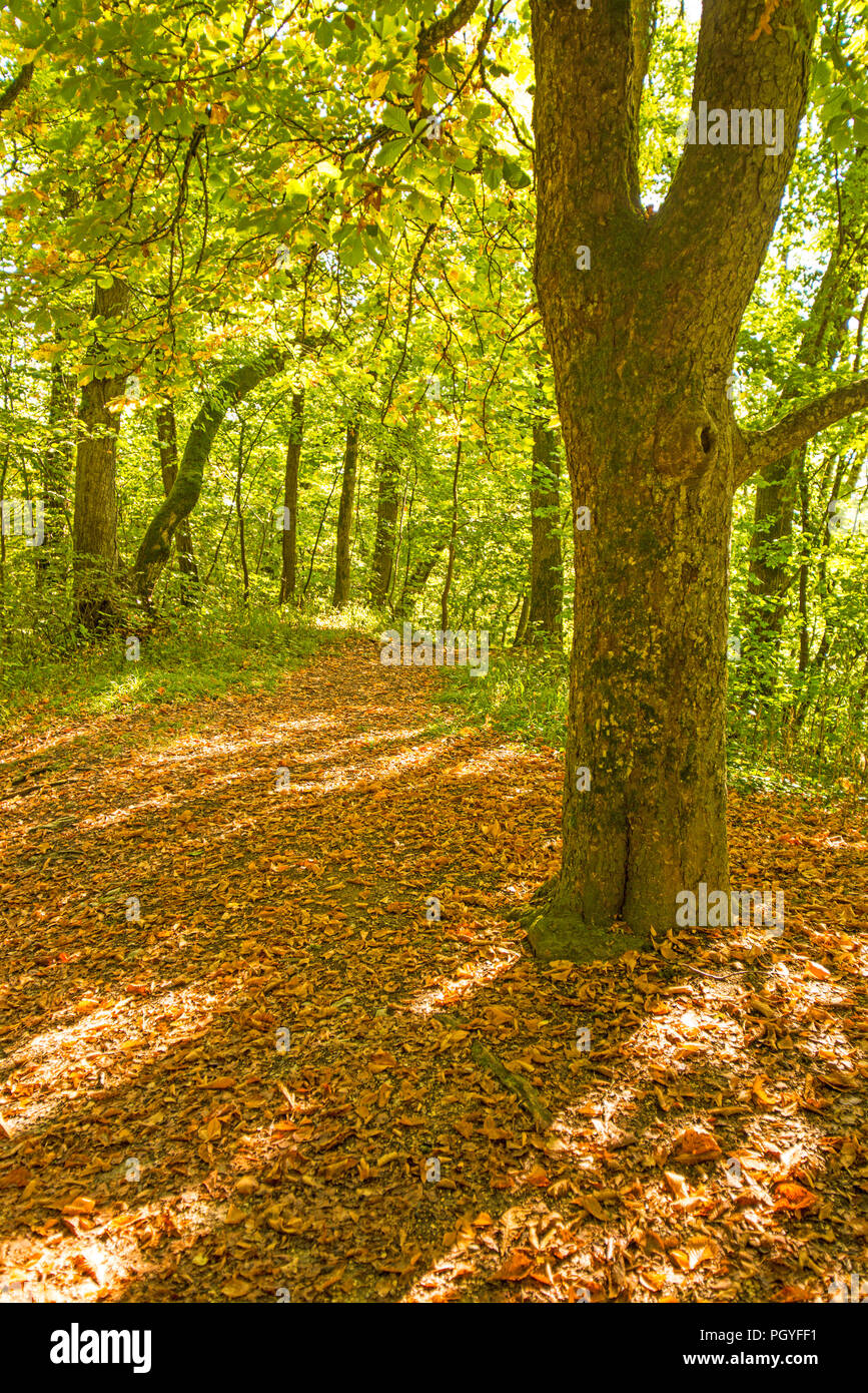 Forest in autumn with way Stock Photo - Alamy