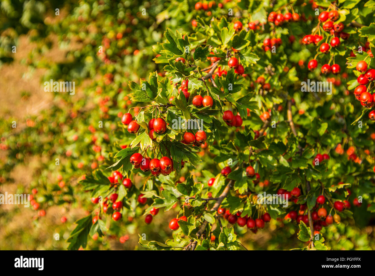 Fruit of the hawthorne tree hi-res stock photography and images - Alamy