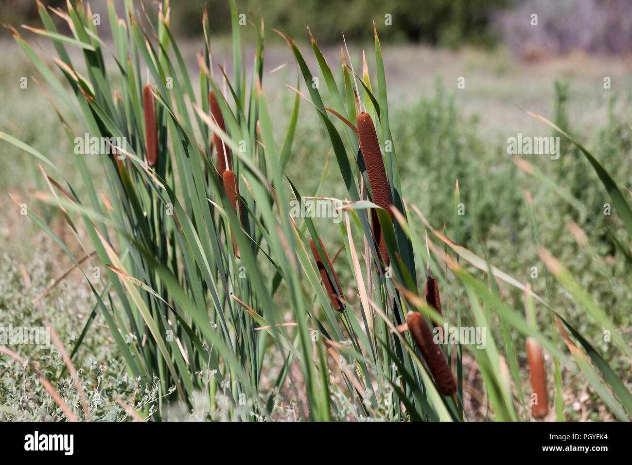 Common reed plant hi-res stock photography and images - Alamy