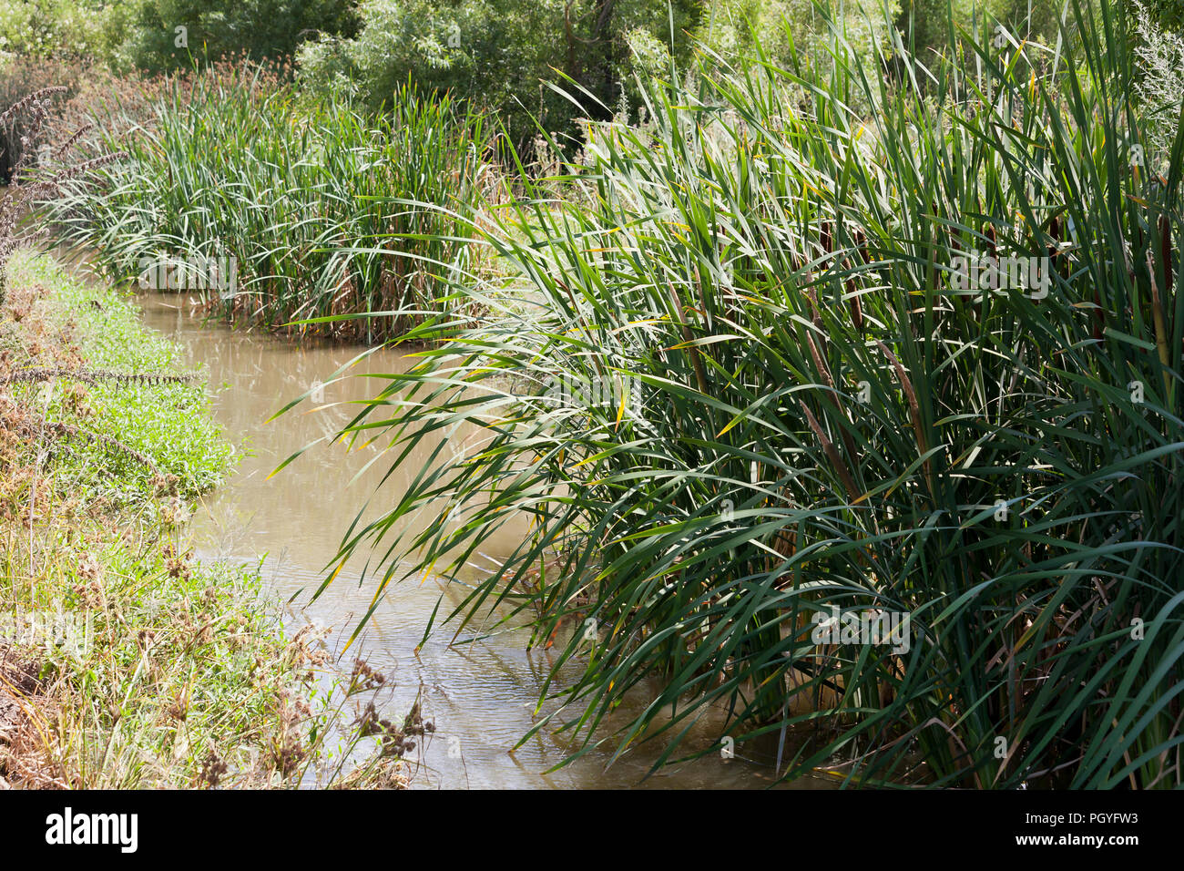 Common Cattail reed plant, aka reedmace, bulrush, (Typha latifolia ...