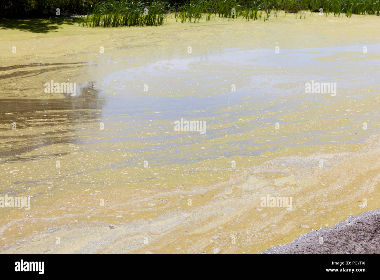Algal bloom in pond (algae growth) - California USA Stock Photo - Alamy