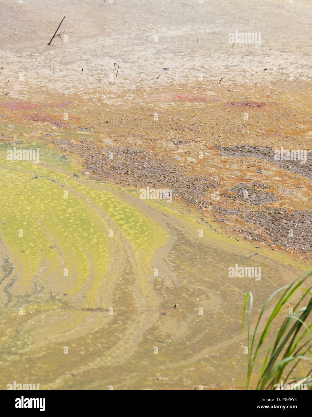 Algal bloom in pond (algae growth) - California USA Stock Photo - Alamy