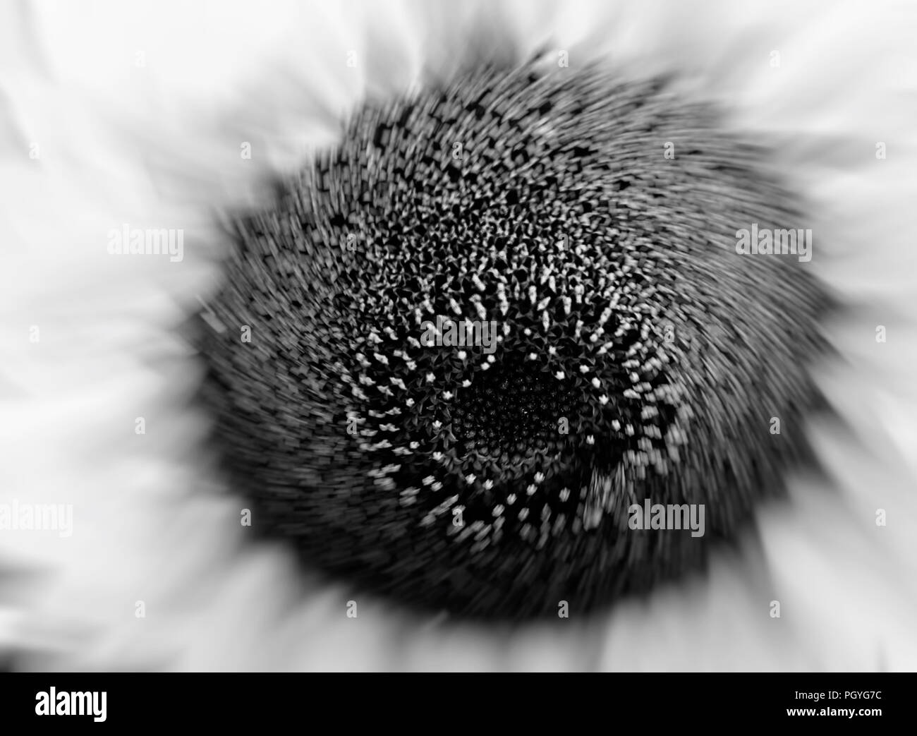 August summer season Black and White Stock Photos & Images - Alamy