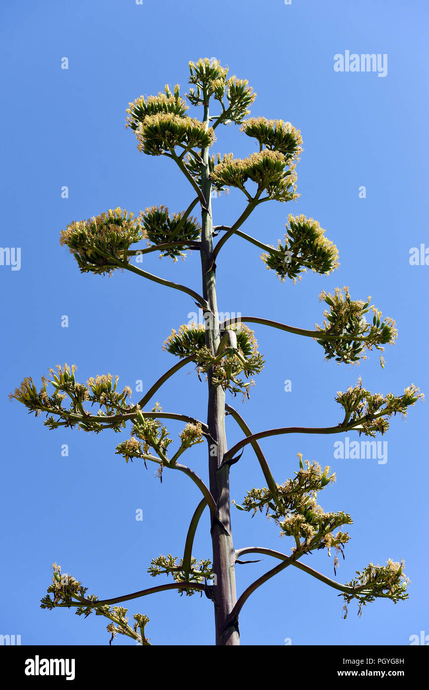 Agave flower - Vilamoura - Algarve - Portugal Stock Photo - Alamy