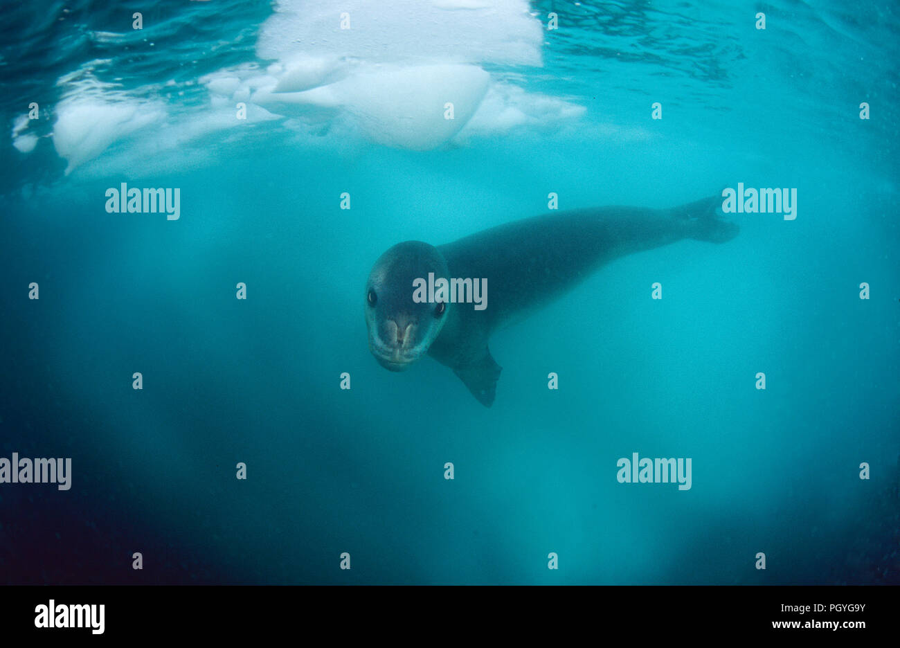 Leopard seal underwater hi-res stock photography and images - Alamy