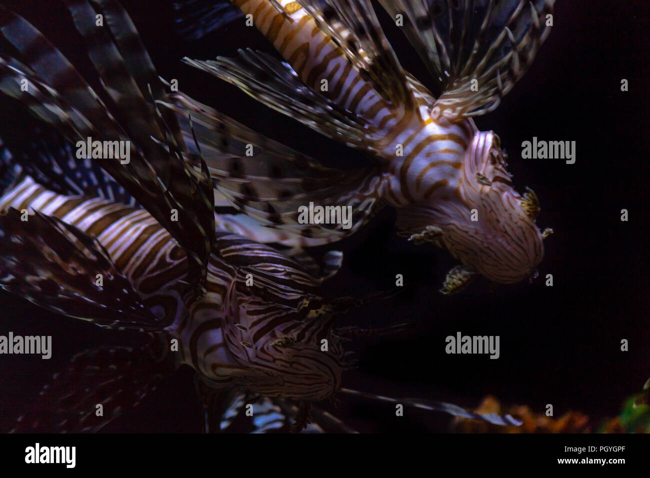 Lionfish invasion in the Caribbean. This species has no natural ...
