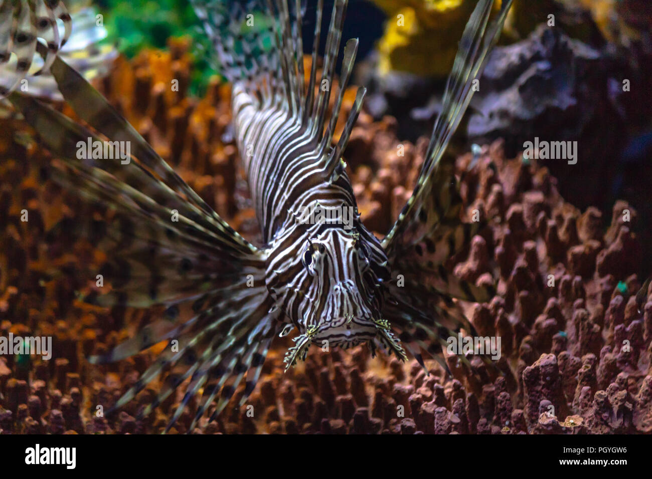 Lionfish invasion in the Caribbean. This species has no natural ...