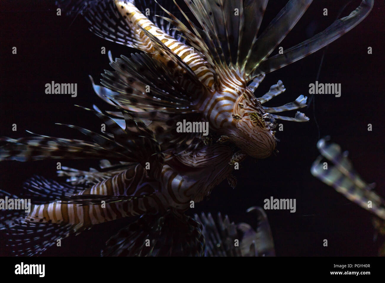 Lionfish invasion in the Caribbean. This species has no natural ...