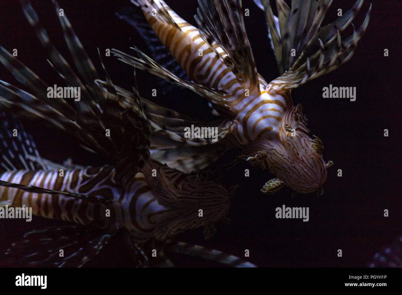 Lionfish caribbean invasion hi-res stock photography and images - Alamy