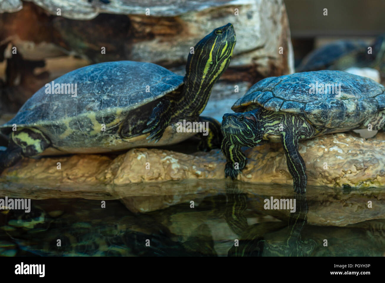 The red-eared slider (Trachemys scripta elegans), also known as the red ...