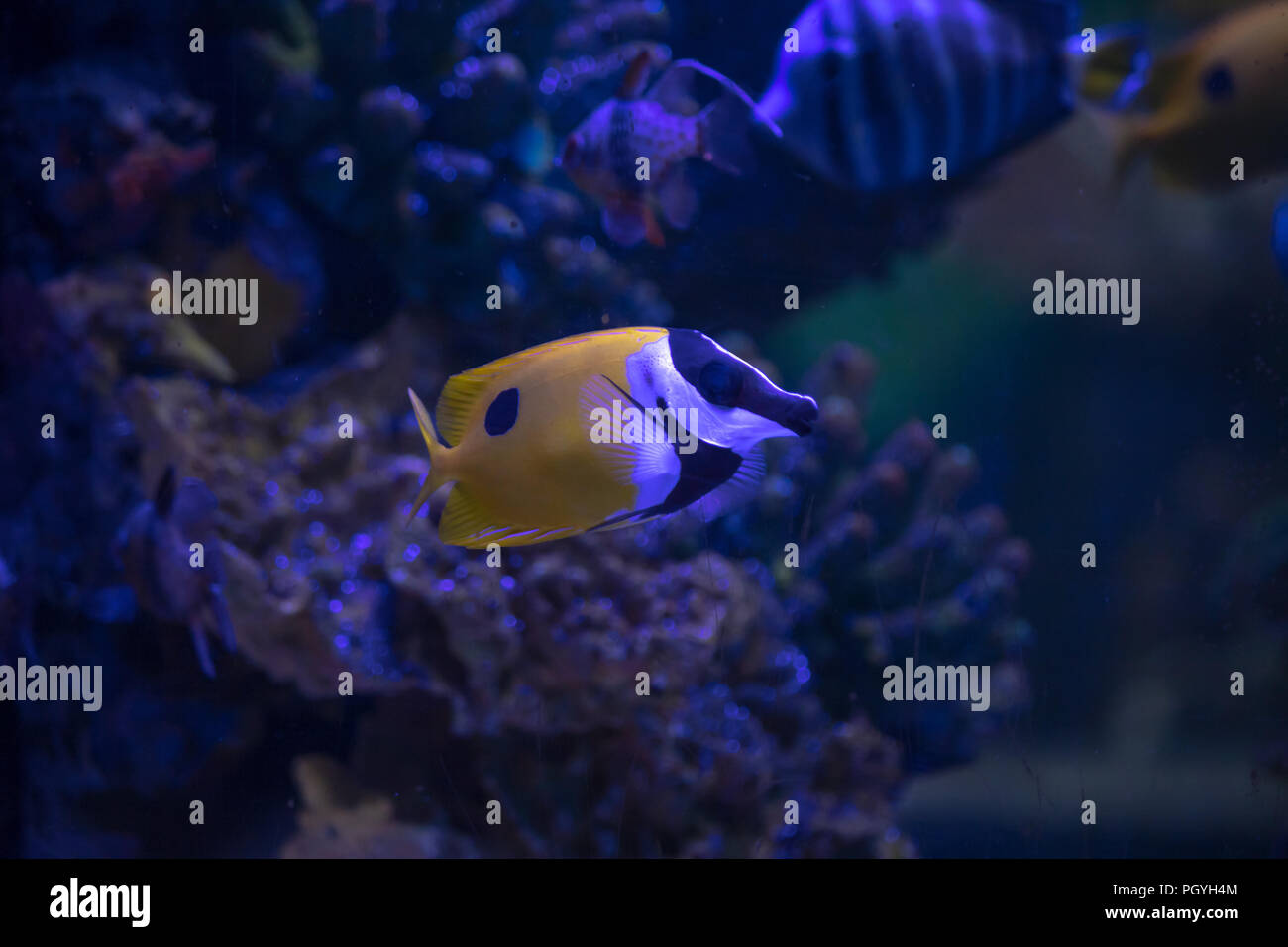 Tropical fish in aquarium under UV light. Species not identified ...