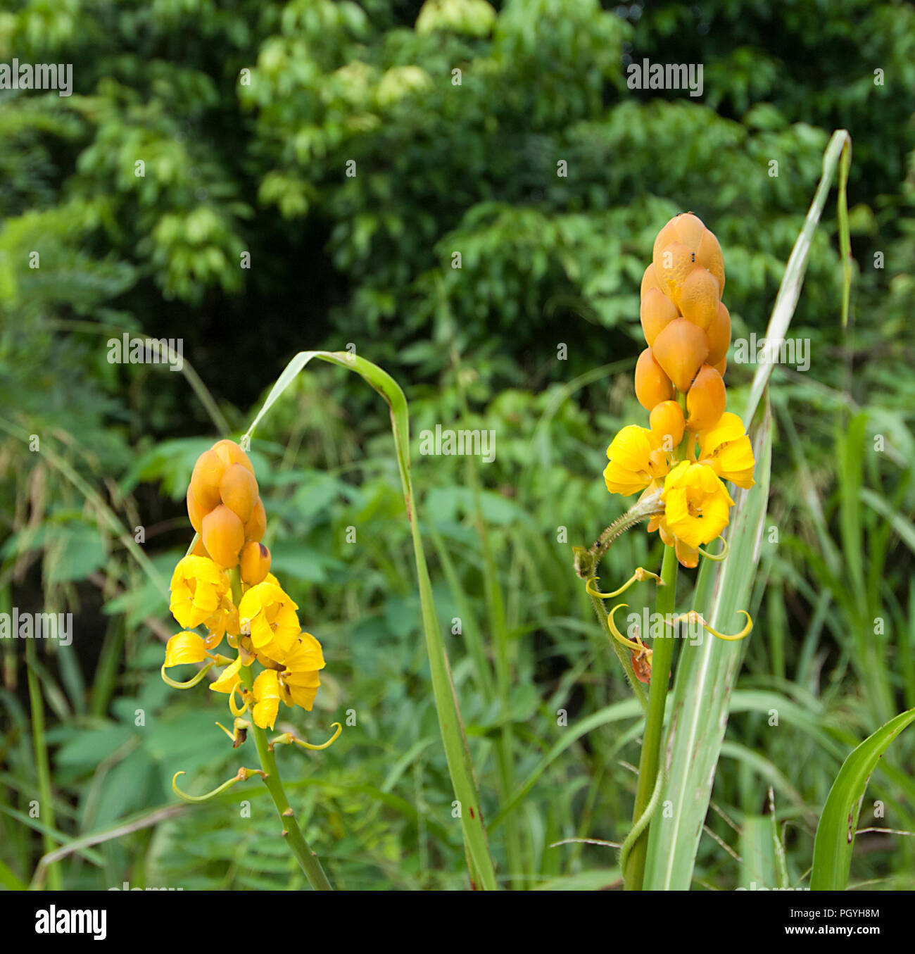 Candlestick cassia hi-res stock photography and images - Alamy