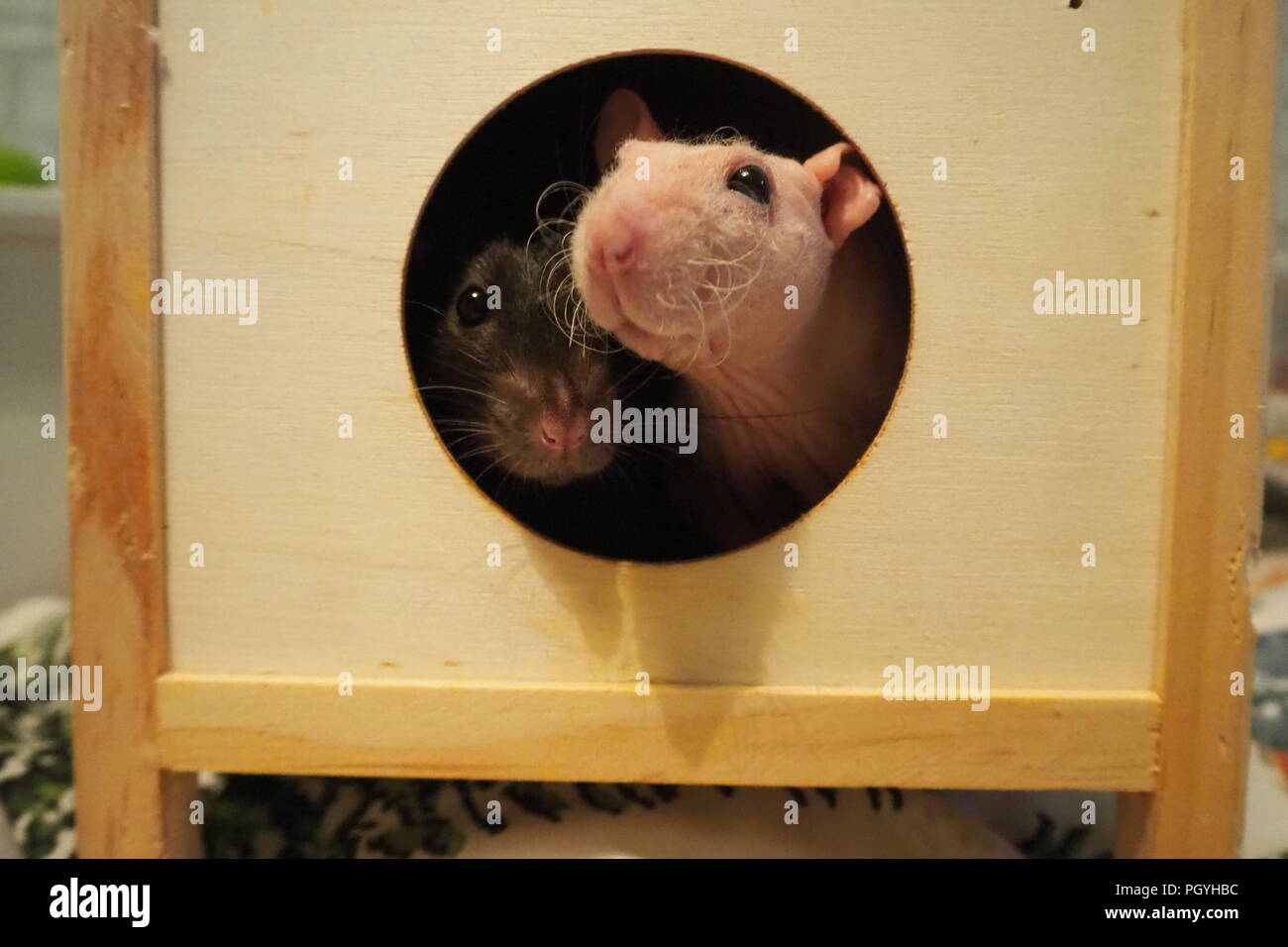 Small pet dumbo and double rex rats in their wooden house looking at ...
