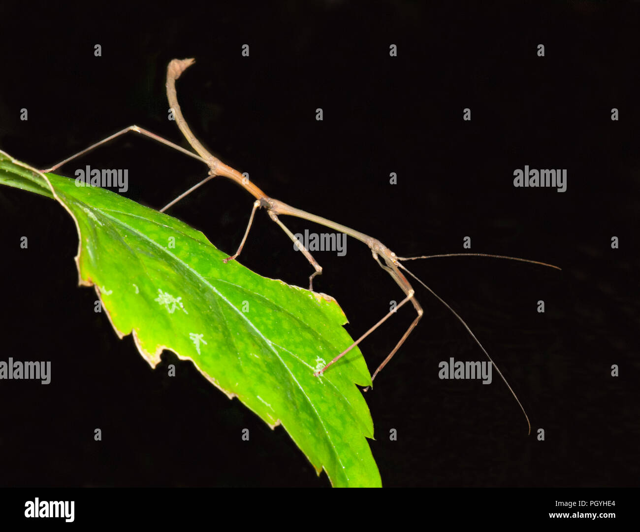 Stick insect borneo hi-res stock photography and images - Alamy