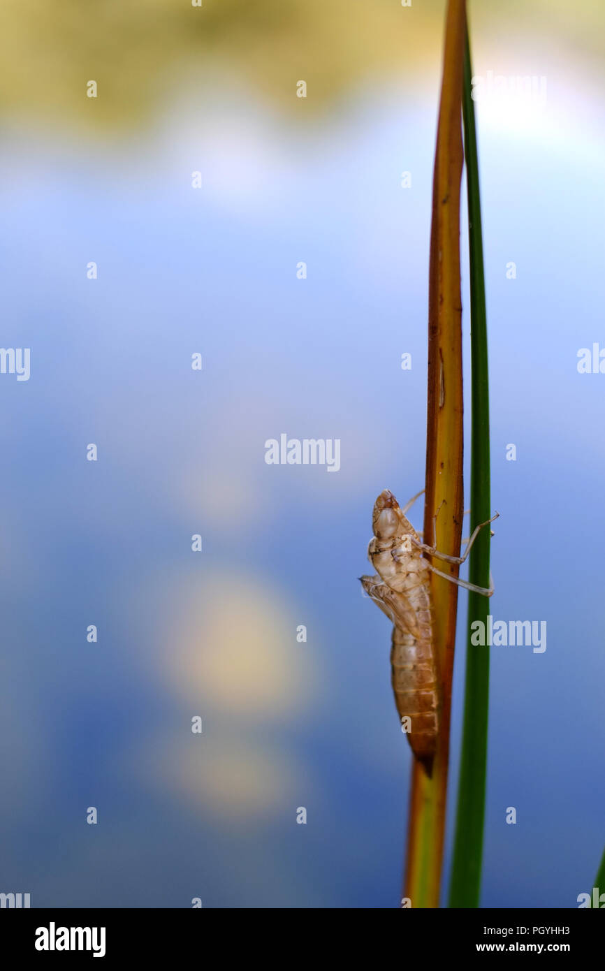 Empty Casing High Resolution Stock Photography and Images - Alamy