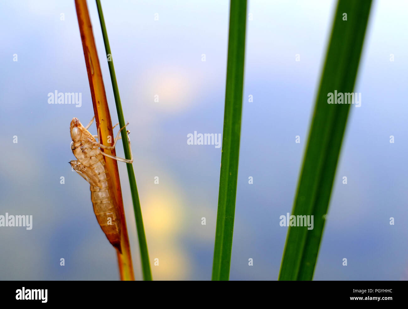 Empty dragonfly nymph casing Stock Photo - Alamy