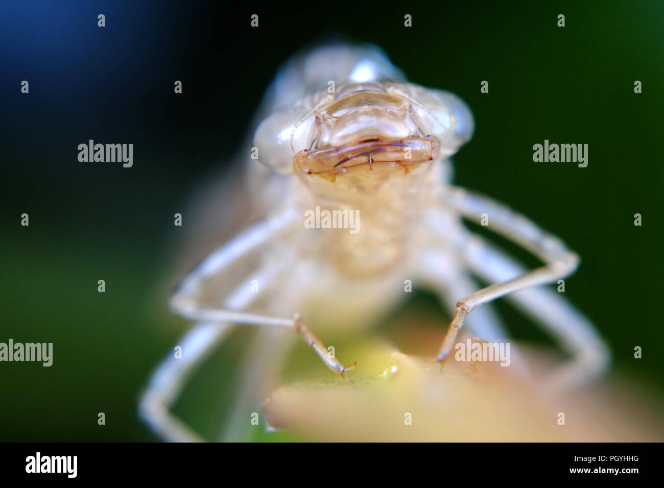 Empty dragonfly nymph casing Stock Photo - Alamy