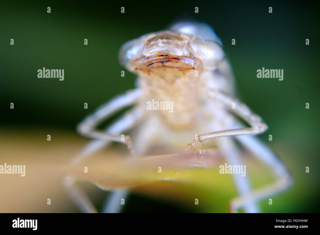 Empty dragonfly nymph casing Stock Photo - Alamy