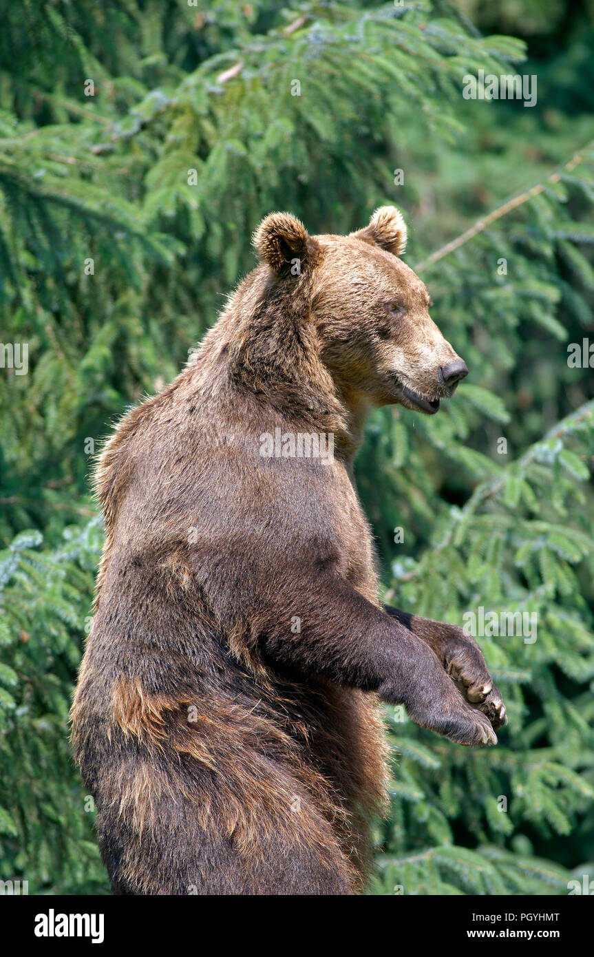 Ours brun - Brown Bear - Ursus arctos Stock Photo - Alamy