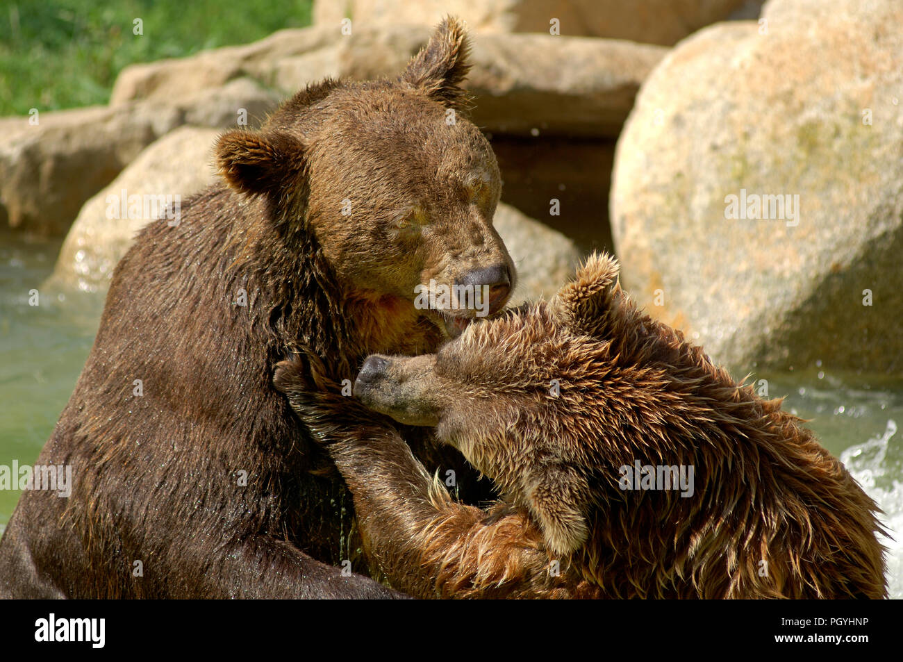 European Brown Bear (Ursus arctos) - Fighting Ours brun Stock Photo - Alamy