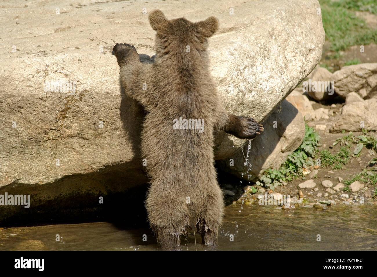 European Brown Bear (Ursus arctos) - Cub Ours brun Stock Photo - Alamy