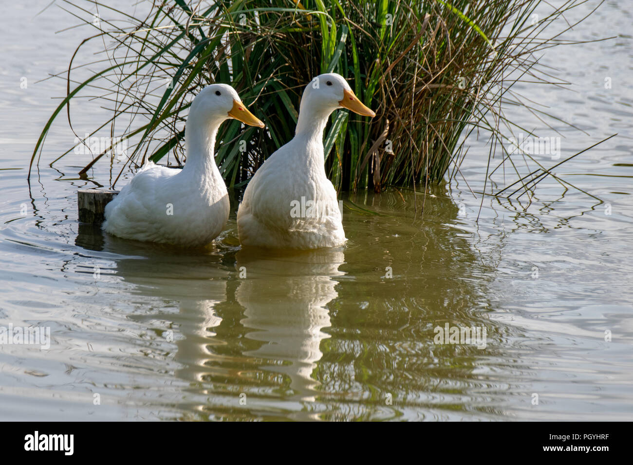 Two white pekin ducks (Anas platyrhynchos domesticus Stock Photo - Alamy