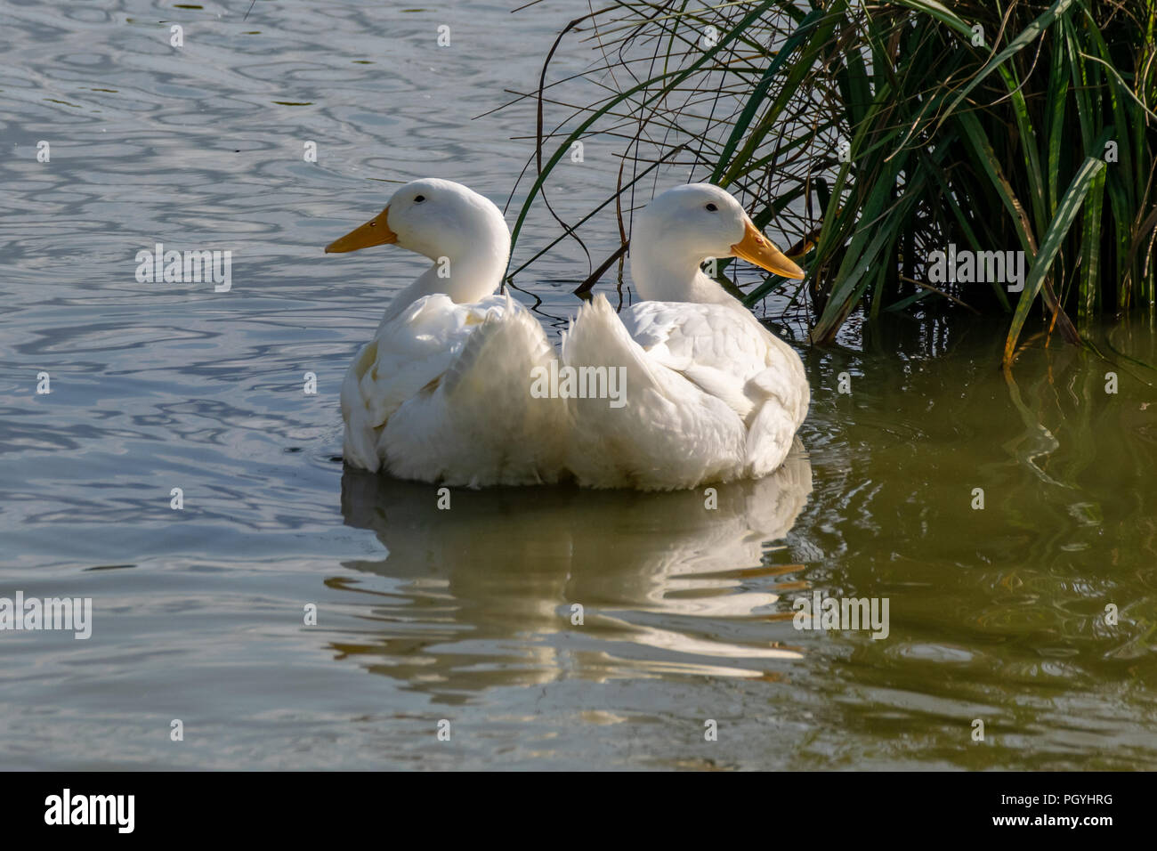 Two pekin ducks (anas platyrhynchos domesticus also known as Aylesbury ...