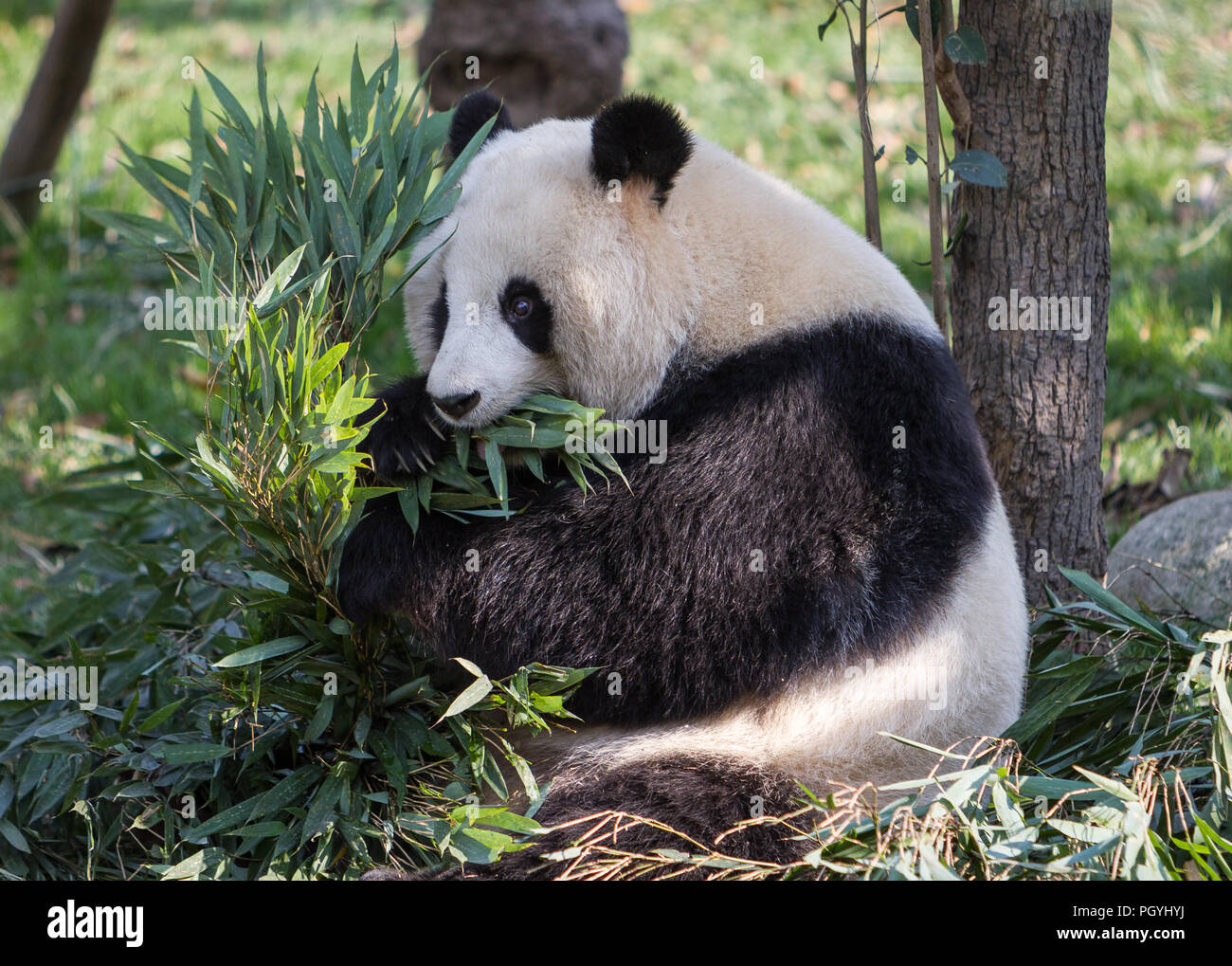 Panda eating Bamboo Stock Photo - Alamy