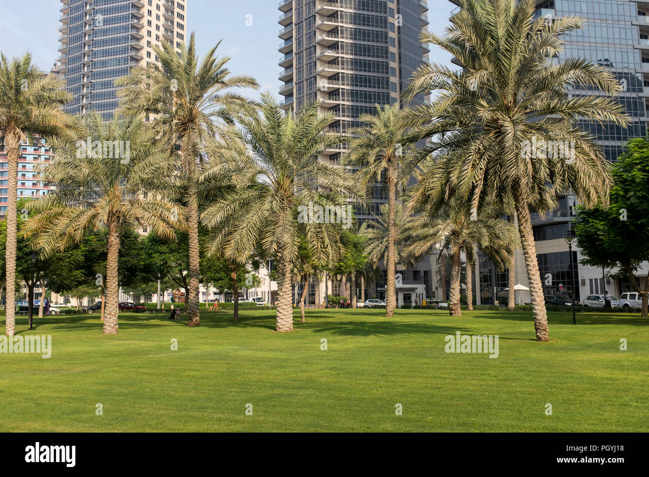 Palm trees in South Ridge Park, backed by South Ridge Apartments, in ...
