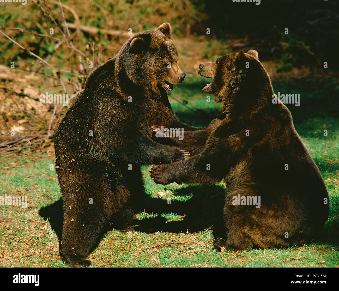 Brown Bear (Ursus arctos) - Fight Stock Photo - Alamy