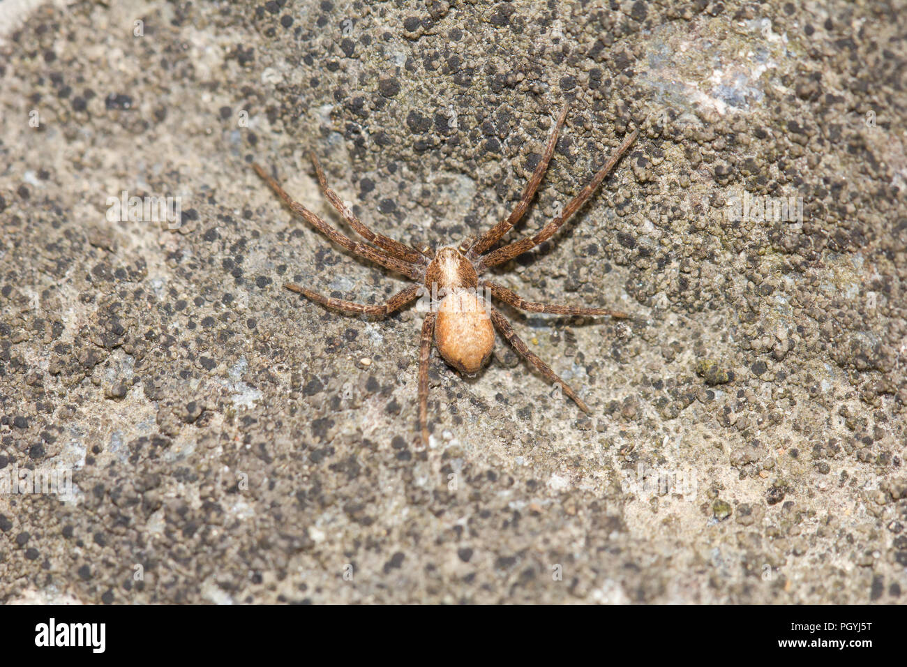Running crab spider Stock Photo - Alamy