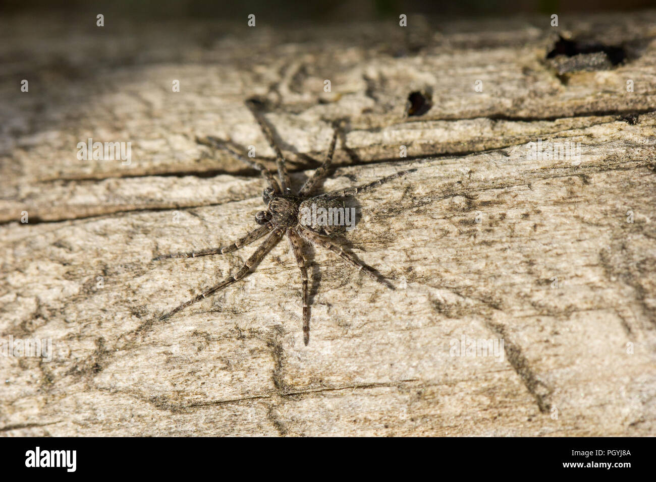 Running crab spider Stock Photo - Alamy