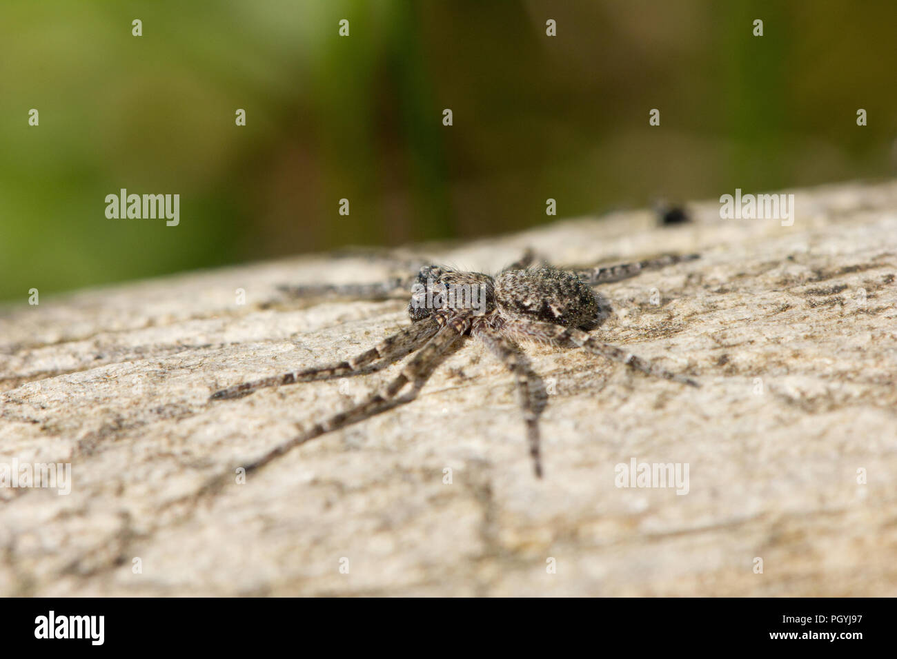 Running crab spider Stock Photo - Alamy