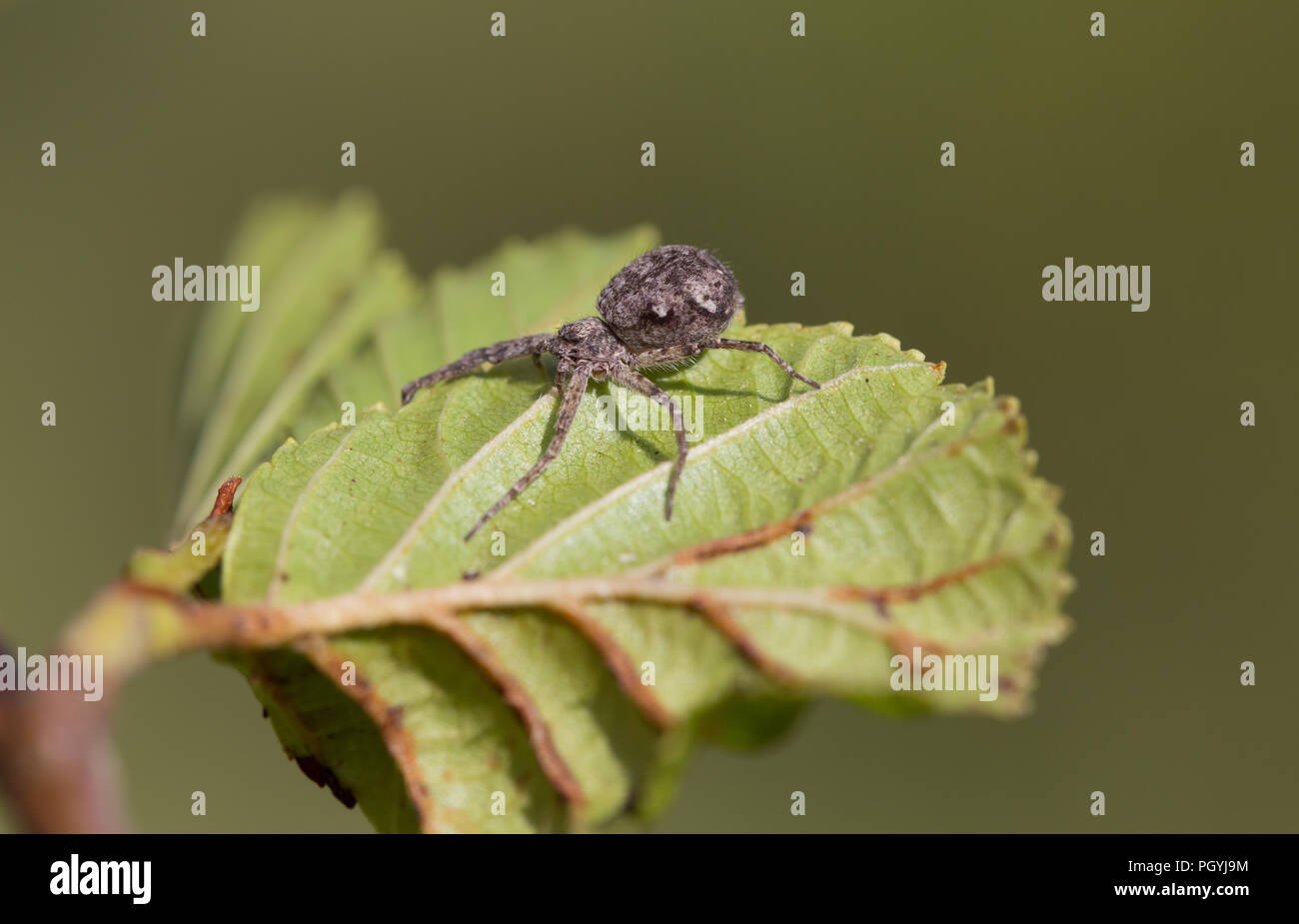 Philodromid crab spider hi-res stock photography and images - Alamy