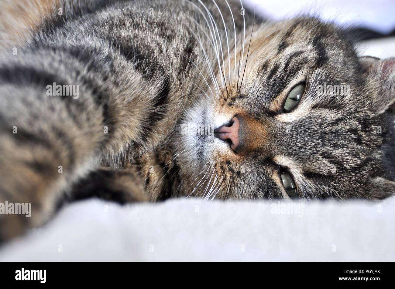 Zoomed cat hi-res stock photography and images - Alamy
